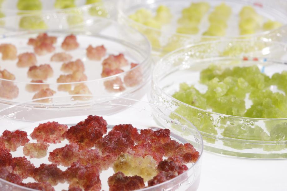 Tasty superfood from plant cell cultures | VTT News