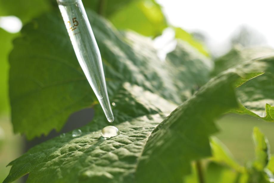 Plant biotechnology & cell-cultured solutions | VTT Research
