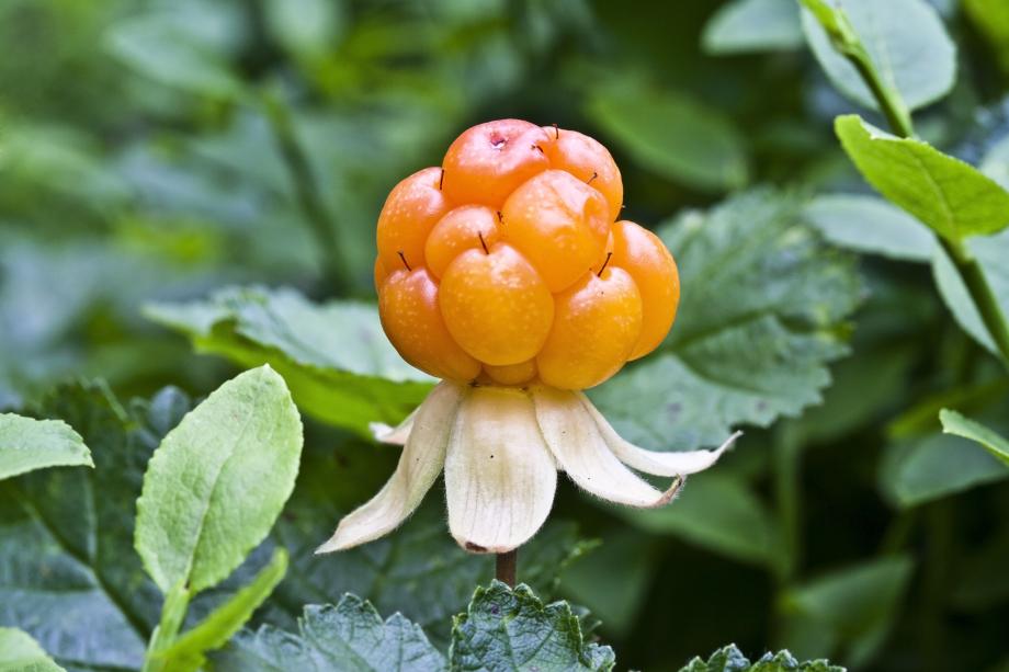 Cloudberry seeds have a significant antimicrobial | VTT News